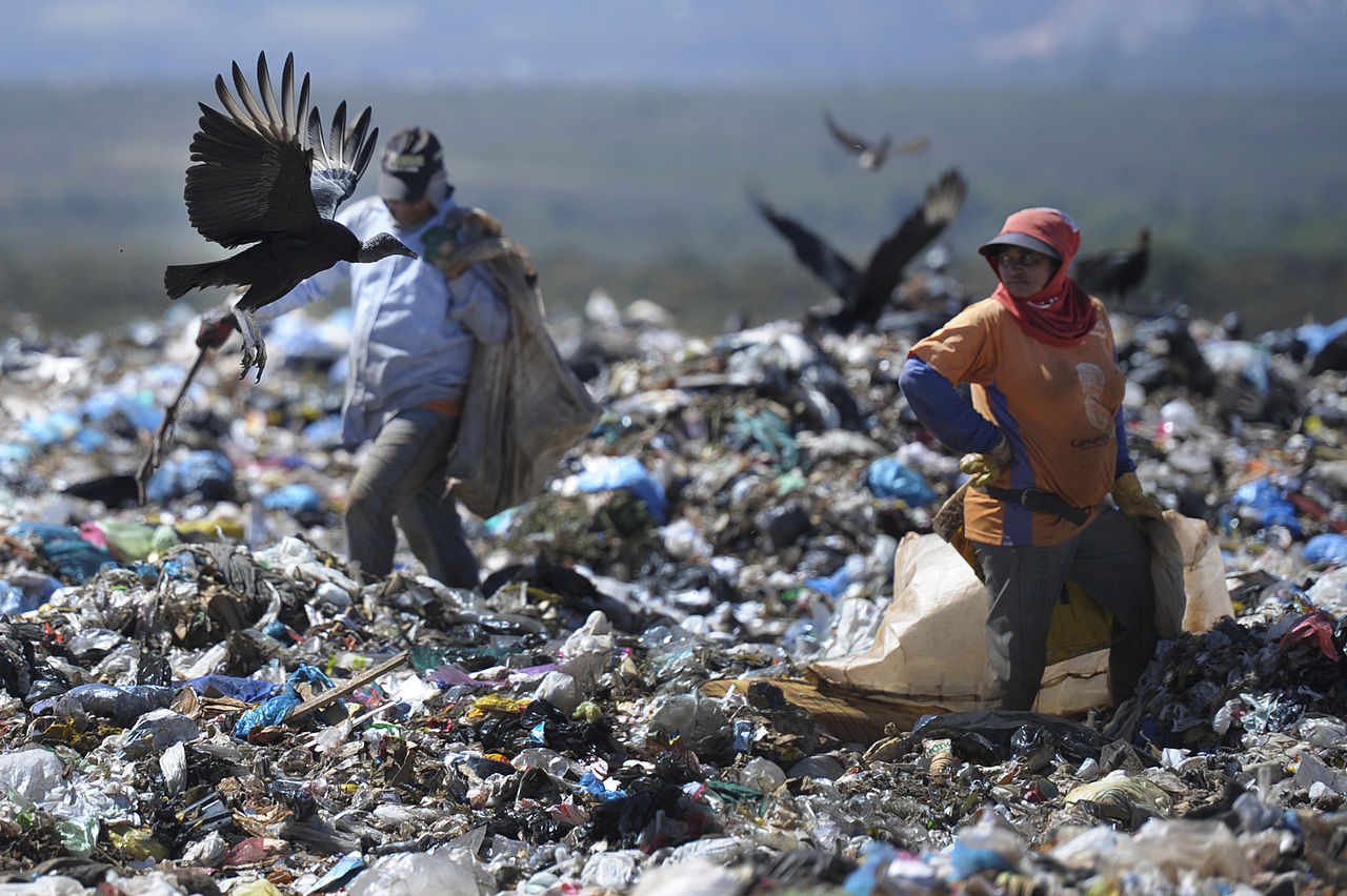 What can we do to tackle the environmental crisis? | Post ...